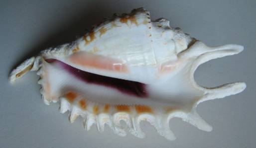 shellauction.net :: Ophioglossolambis violacea - 3660917