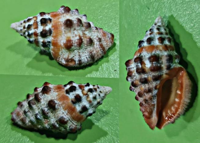 shellauction.net :: Drupella rugosa - 3660931