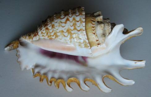 shellauction.net :: Ophioglossolambis violacea - 3660940