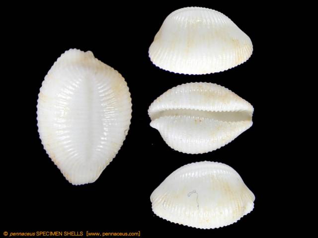 shellauction.net :: Trivirostra poppei - 3660976