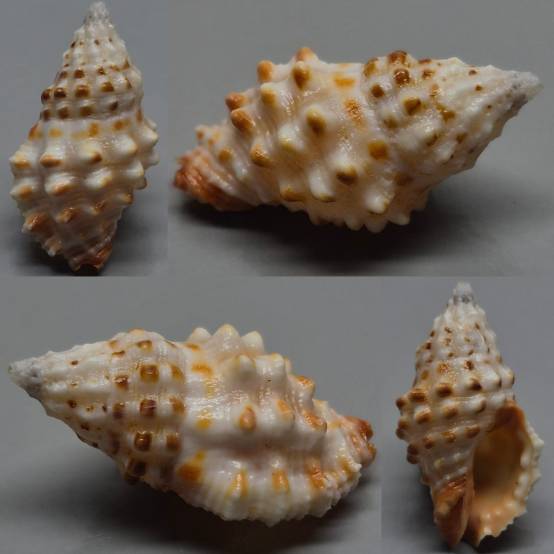 shellauction.net :: Drupella fragum - 3660991