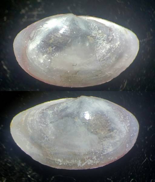 shellauction.net :: Theora lubrica - 3661022