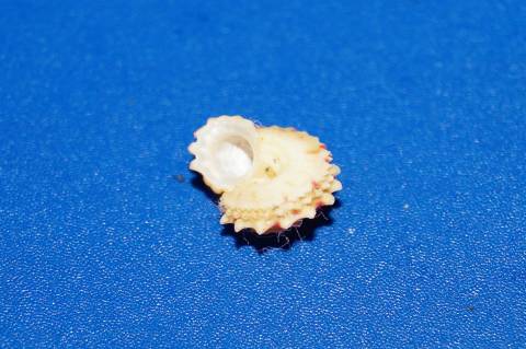 shellauction.net :: Modulus sp. - 3661028