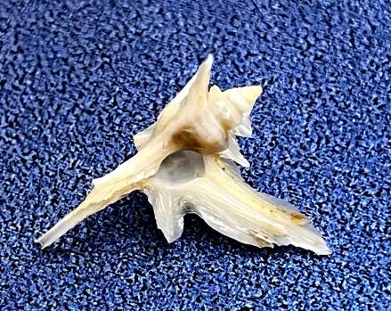 shellauction.net :: Timbellus richeri - 3661037