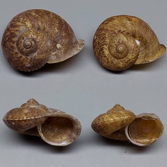 shellauction.net :: Cyclophorus perdix tuba - 3661117