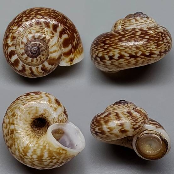 shellauction.net :: Cyclotus politus sumbaensis - 3661135