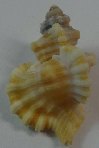 shellauction.net :: Turritriton labiosus - 3661213