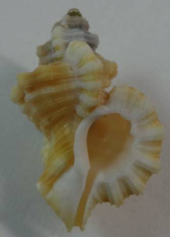 shellauction.net :: Turritriton labiosus - 3661213