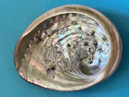 shellauction.net :: Haliotis roei - 3661224