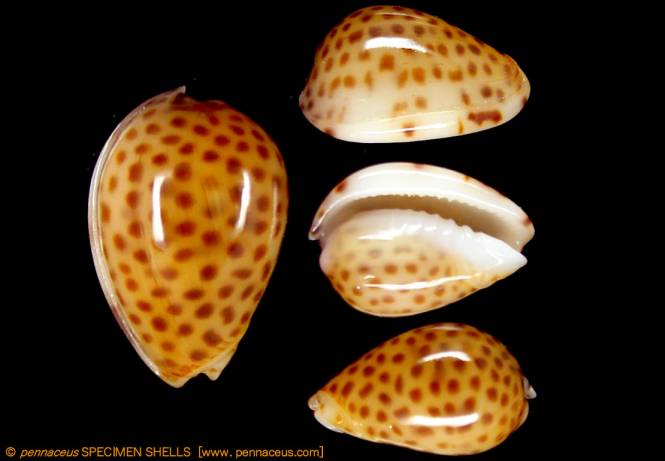 shellauction.net :: Persicula persicula - 3661229