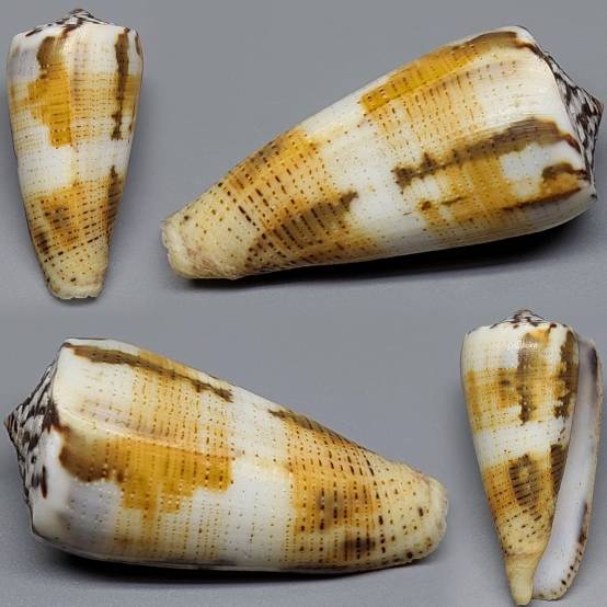 shellauction.net :: Conus consors - 3661303