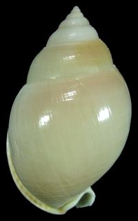 shellauction.net :: Semicassis bulla - 3661502