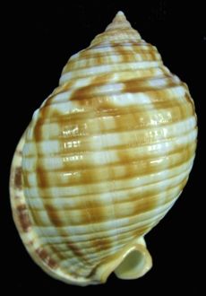 shellauction.net :: Semicassis undulata - 3661504