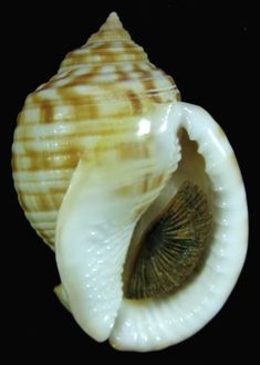 shellauction.net :: Semicassis undulata - 3661504
