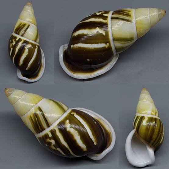 shellauction.net :: Amphidromus pamabbasae - 3661561