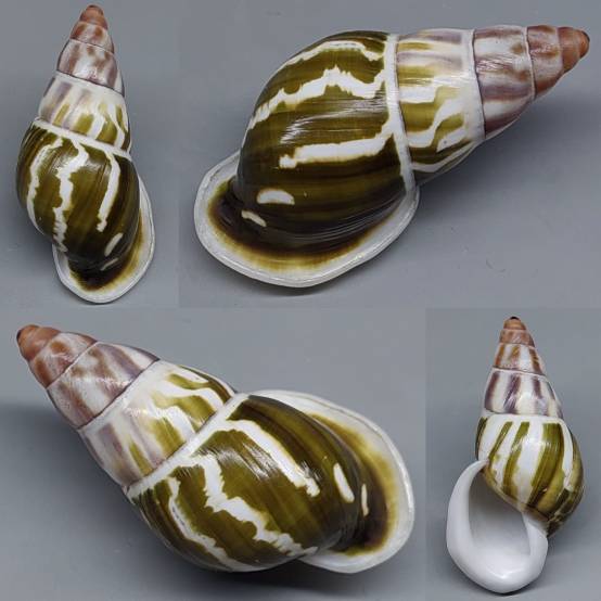 shellauction.net :: Amphidromus pamabbasae - 3661573