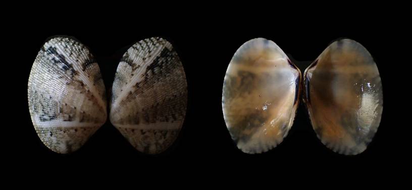 shellauction.net :: Tellina sp. - 3661776