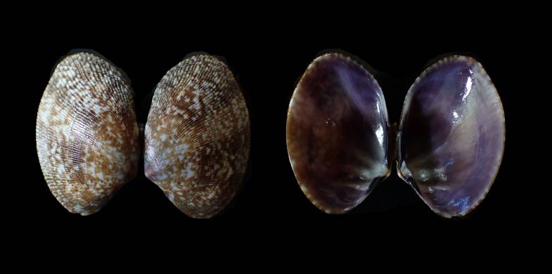 shellauction.net :: Tellina sp. - 3661778