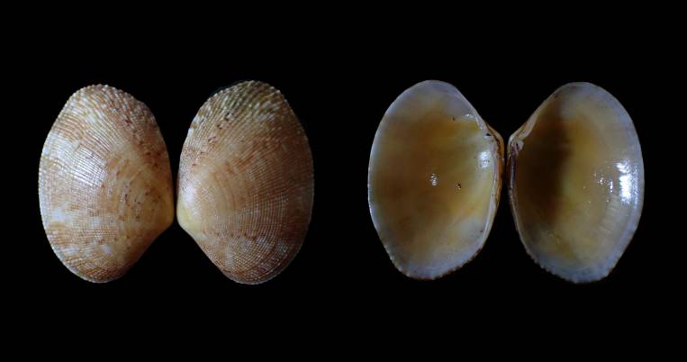 shellauction.net :: Tellina sp. - 3661779