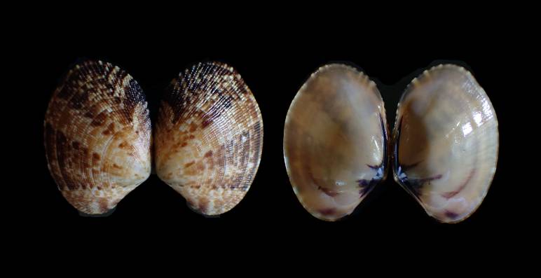 shellauction.net :: Tellina sp. - 3661780