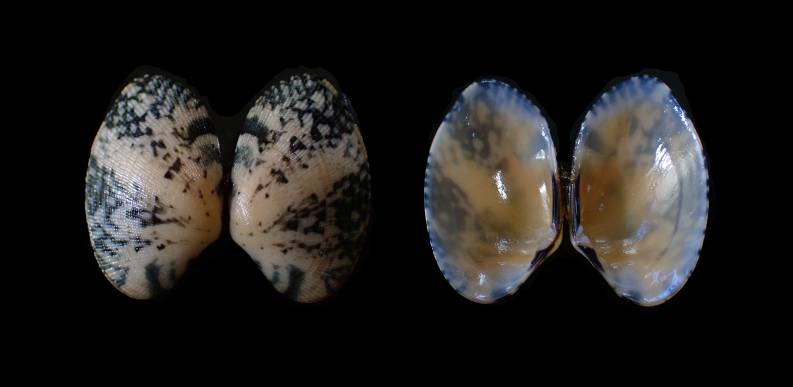 shellauction.net :: Tellina sp. - 3661784