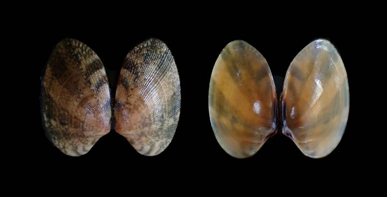 shellauction.net :: Tellina sp. - 3661787