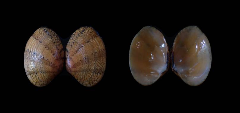 shellauction.net :: Tellina sp. - 3661796