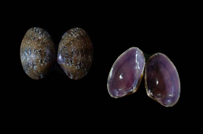 shellauction.net :: Tellina sp. - 3661799