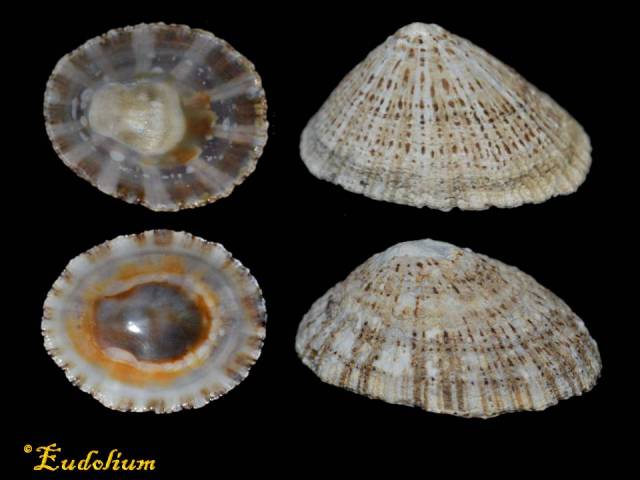 shellauction.net :: Patella rustica - 3662029