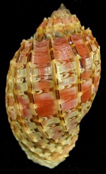 shellauction.net :: Harpa doris - 3662078