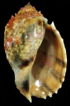 shellauction.net :: Harpa doris - 3662078