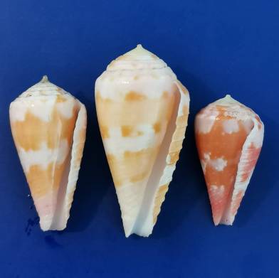 shellauction.net :: Conus pertusus amabilis - 3662114