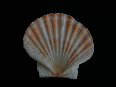 shellauction.net :: Pecten maximus - 3662121