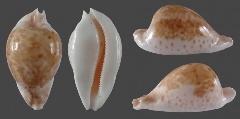 shellauction.net :: Umbilia hesitata - 3662260