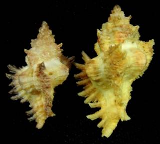 shellauction.net :: Chicoreus groschi - 3662276