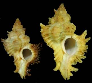 shellauction.net :: Chicoreus groschi - 3662276