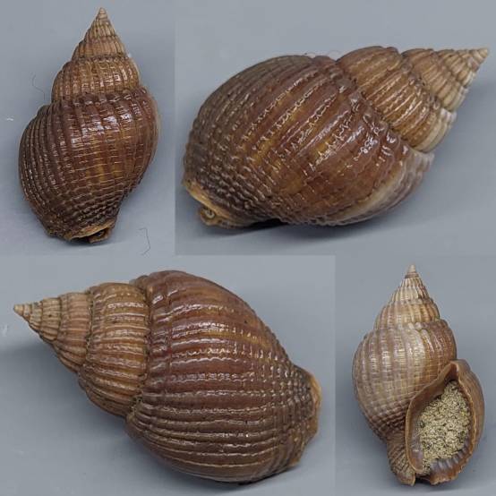 shellauction.net :: Nassarius crematus - 3662329