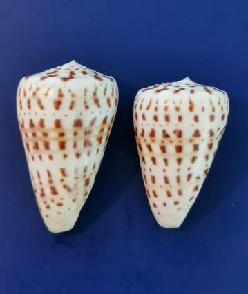 shellauction.net :: Conus byssinus - 3662330