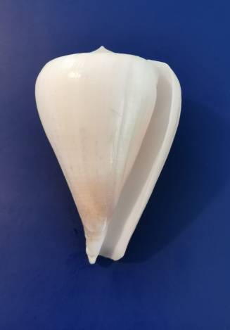 shellauction.net :: Conus patricius - 3662333