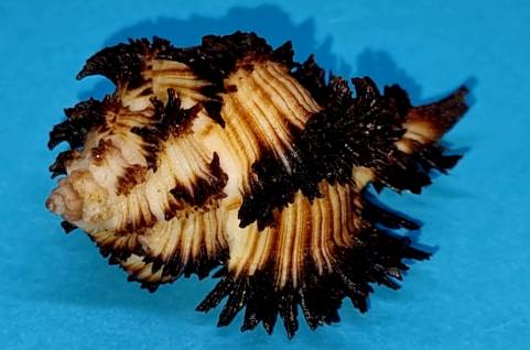 shellauction.net :: Hexaplex stainforthi - 3662354