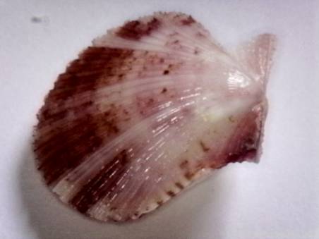 shellauction.net :: Pectin species - 3662399