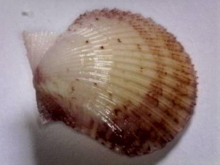 shellauction.net :: Pectin species - 3662399