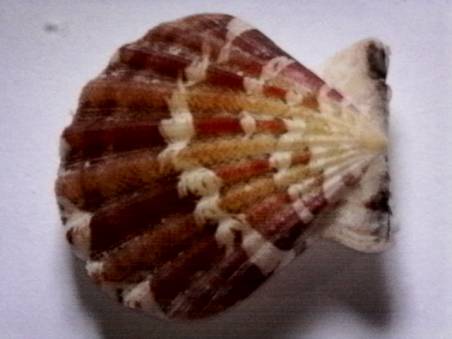 shellauction.net :: Pectin species - 3662400