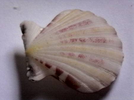 shellauction.net :: Pectin species - 3662400