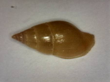 shellauction.net :: Mitrella species - 3662422