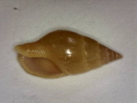 shellauction.net :: Mitrella species - 3662422