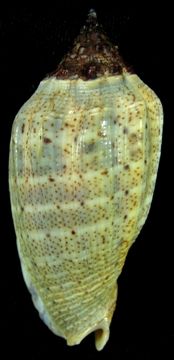 shellauction.net :: Voluta virescens - 3662426