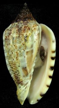 shellauction.net :: Voluta virescens - 3662426