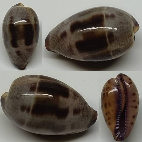 shellauction.net :: Contradusta walkeri surababajensis - 3662451