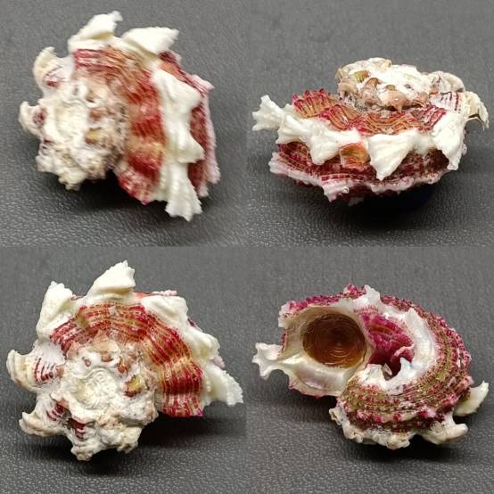 shellauction.net :: Angaria formosa - 3662452